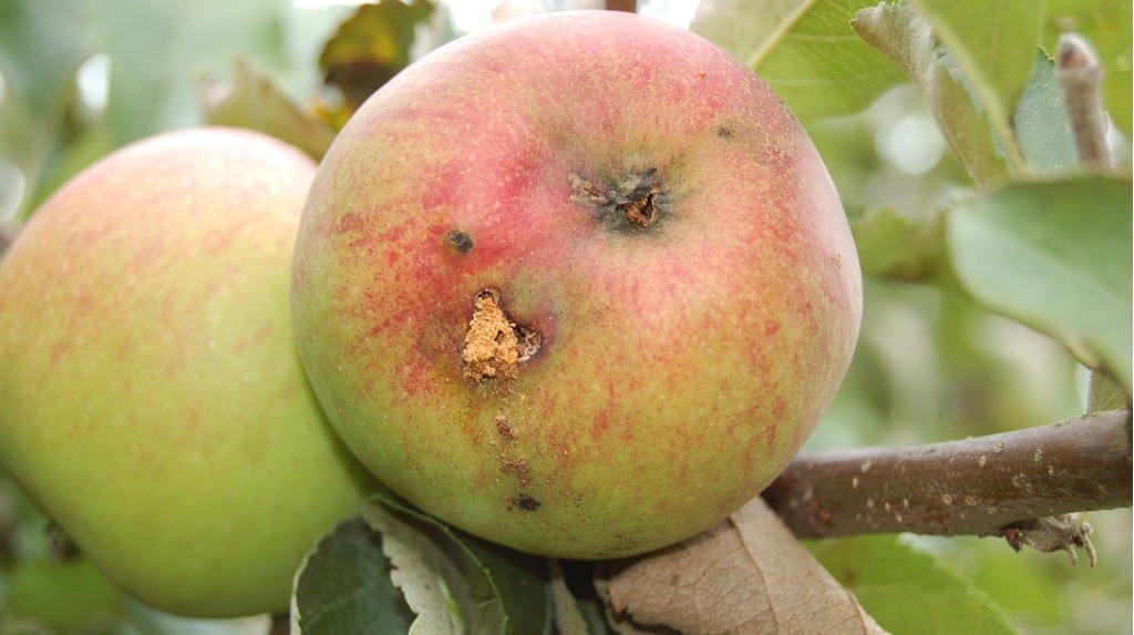 Feromoonverwarring fruitmot, feromoonverwarring fruitteelt - Proku